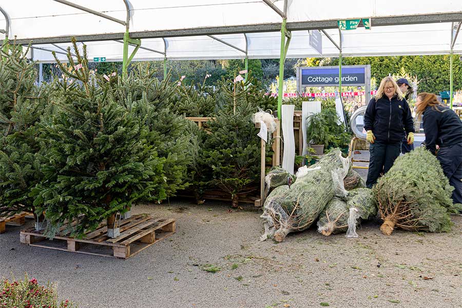 Real Christmas Trees & Festive Offers At Oxford Garden Centre